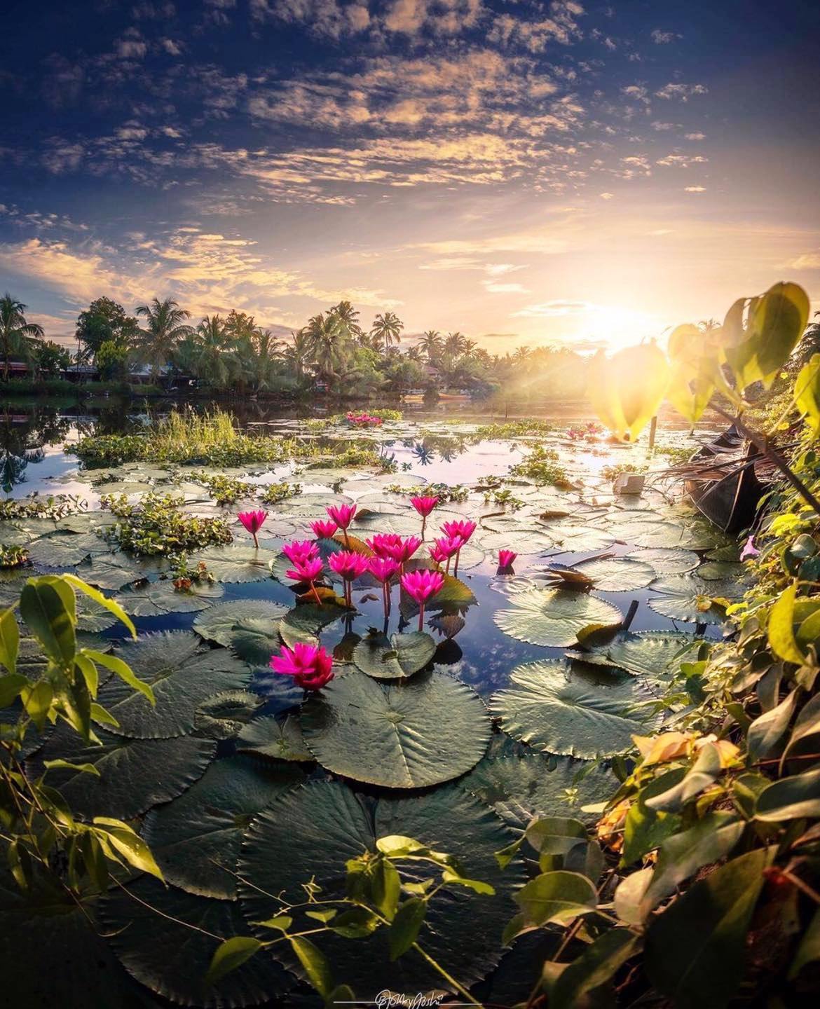 BBU Lotus Lake – Kerala – India – Tinh Tấn Magazine online